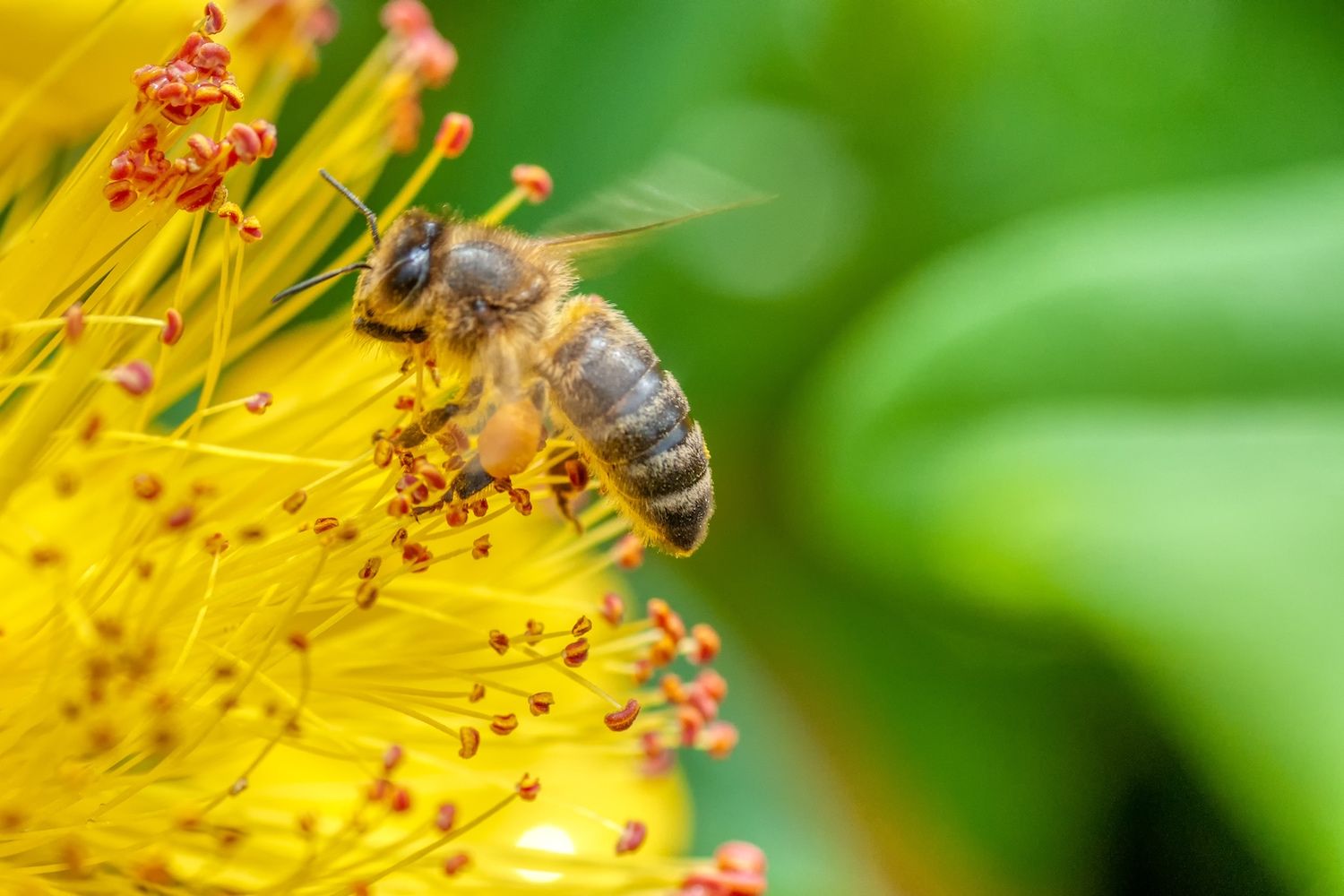 Here's why millions of bees just landed at the Vancouver Airport