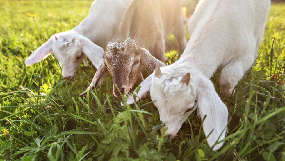 The goats have returned to Calgary's McHugh Bluff hill & here's what to ...