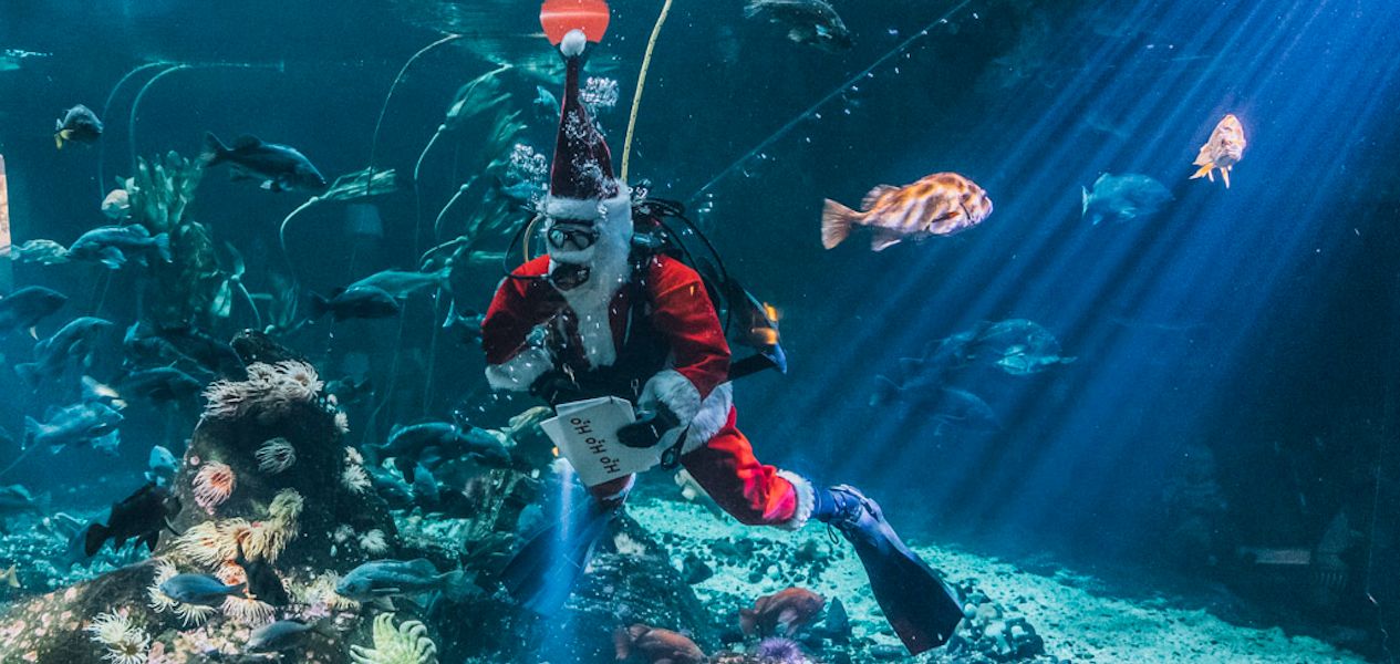 The Vancouver Aquarium is bringing holiday cheer & 'Scuba Claus' back ...