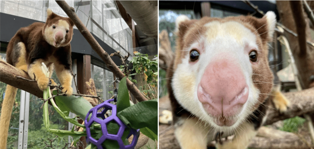 Toronto Zoo’s rare tree kangaroo is like an adorable ‘real life Pokemon’