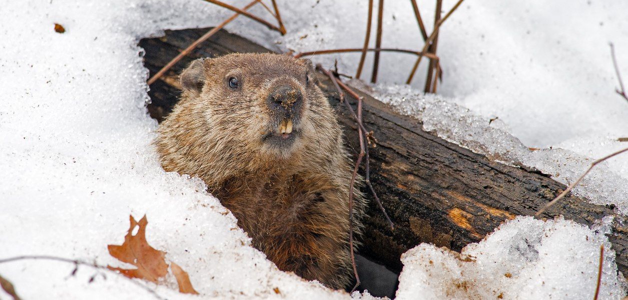 Ontario groundhog Wiarton Willie predicts early start to spring