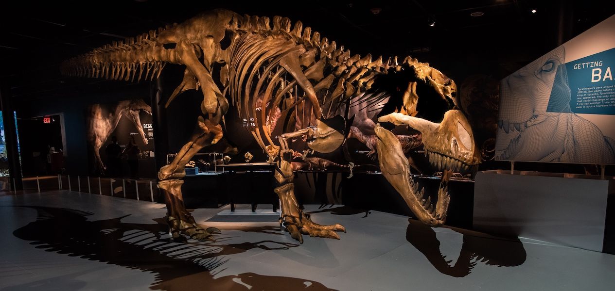 Dino-score: Science World's newest exhibit is all about the T. Rex
