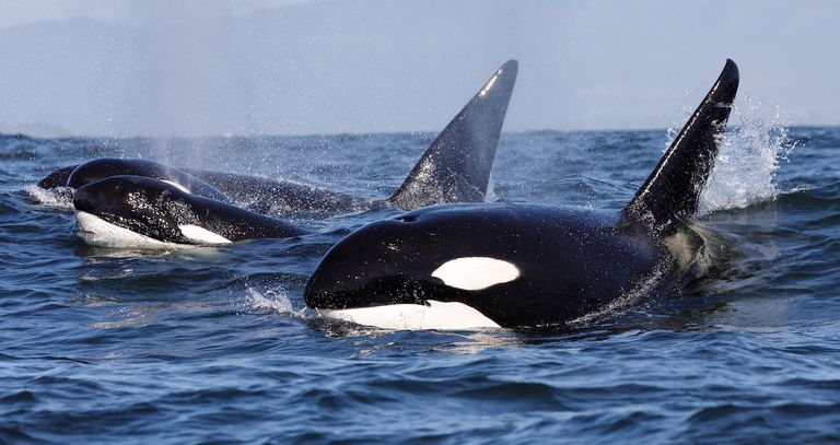 5 of the best places to watch orca whales in Washington State