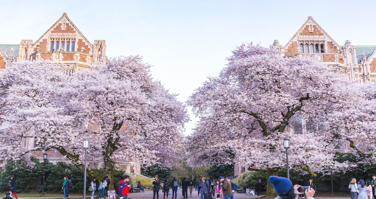 Here's when the UW cherry blossoms will reach peak bloom