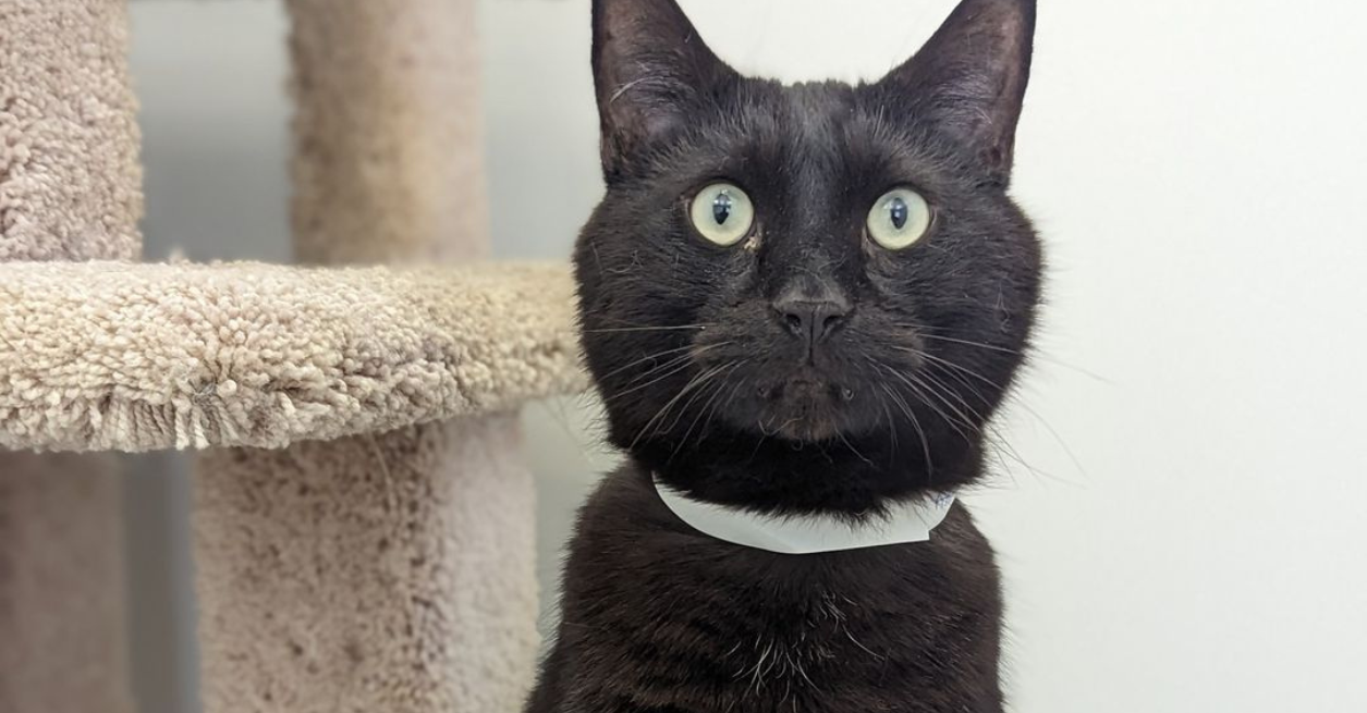Calgary Humane Society to hold a black cat adoption month