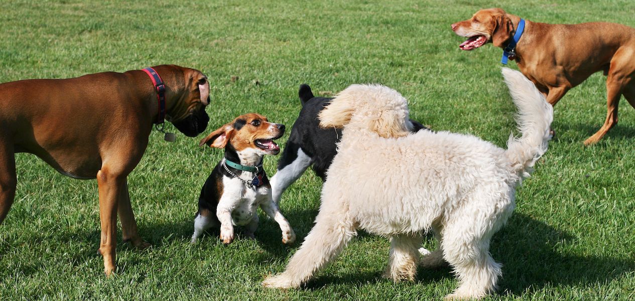 Here are some of the best dog parks in Toronto