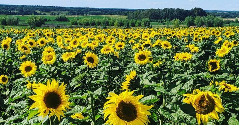 Here's when you can visit the Bowden Sunflower maze in Alberta