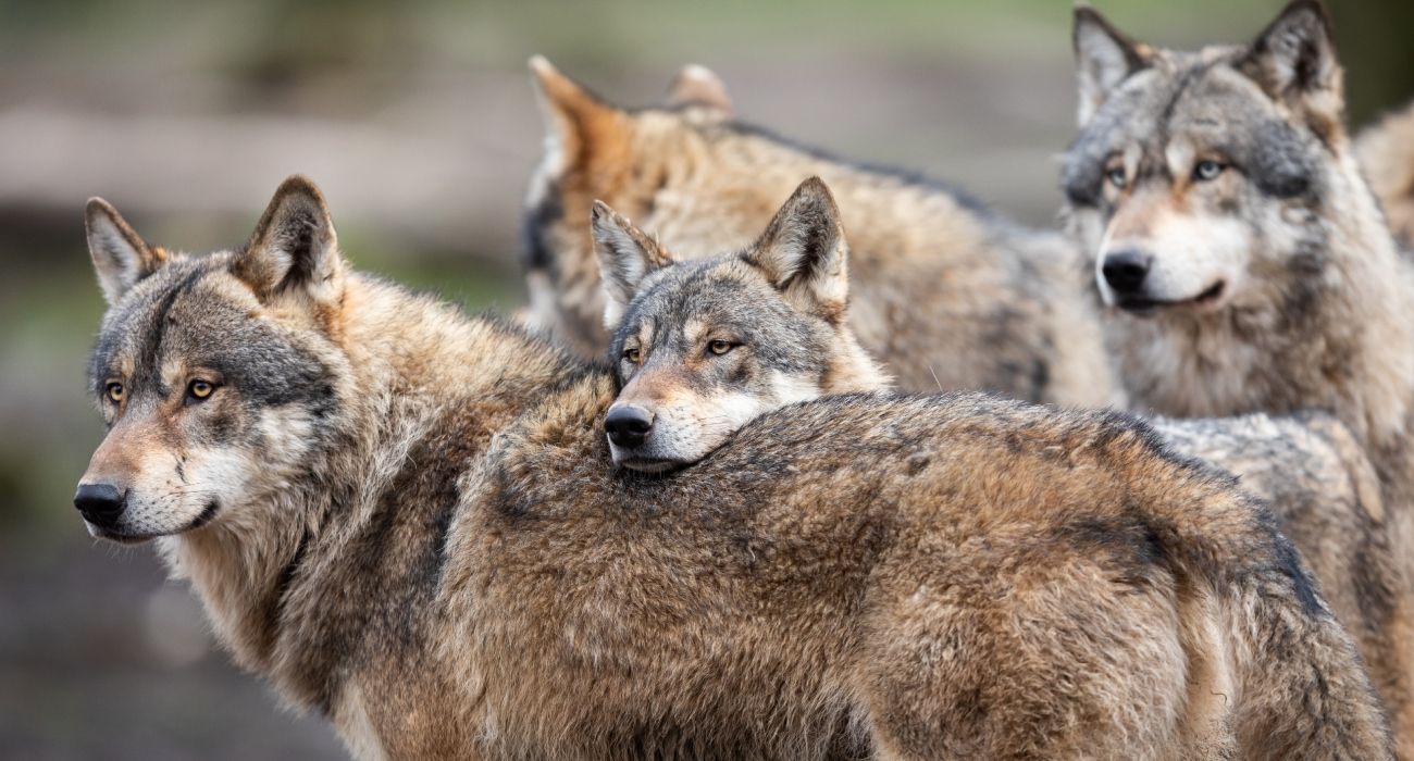 This Ontario observatory lets you watch wolves roaming in the wild