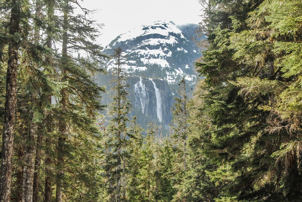 Where are the oldest ancient forests in BC?