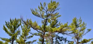 This Ontario town is home to the tallest tree in the province