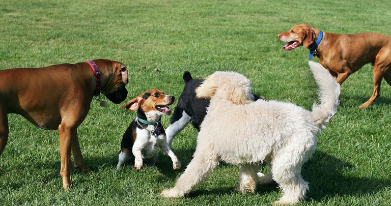 What dogs are up for adoption at the Toronto Humane Society?