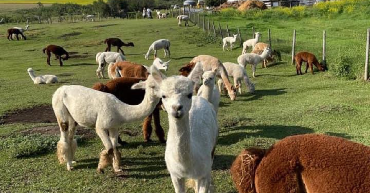 This Alberta fun farm has over 95 playful alpacas