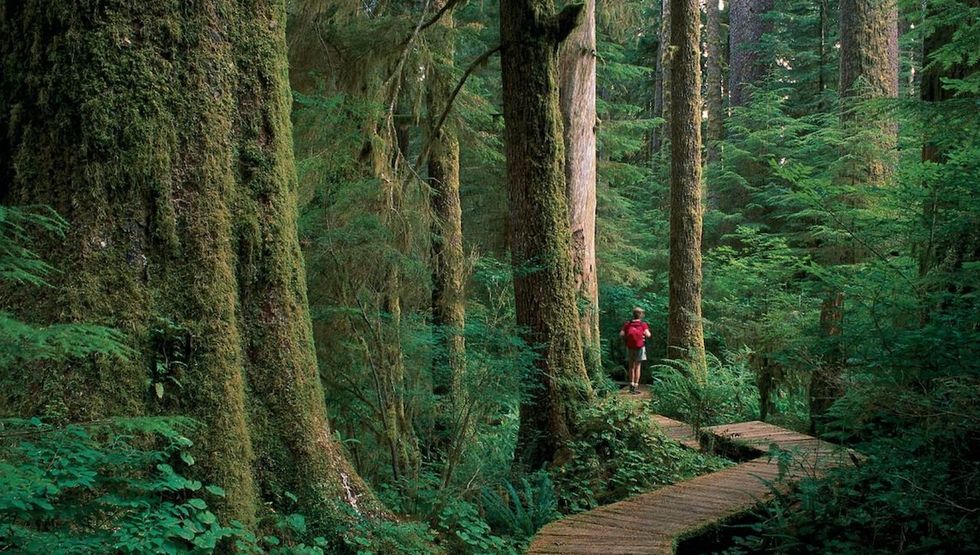 Carmanah Walbran Park has some of the world's largest spruces