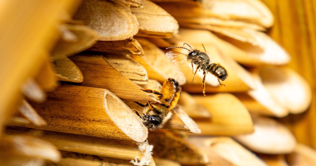 West Vancouver Memorial Library bee lending program 2024
