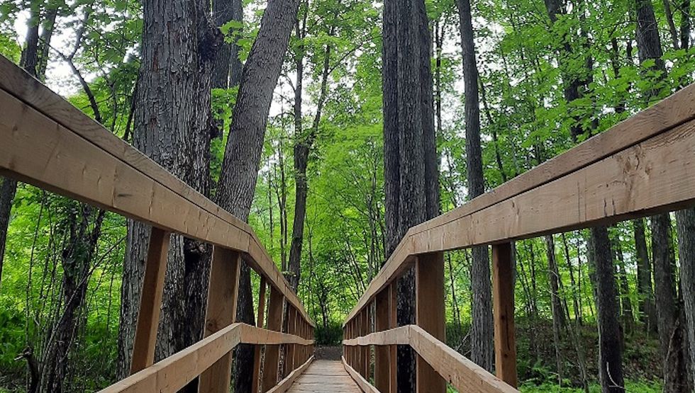 Fitzroy Provincial Park has a 100-year-old White Pine forest