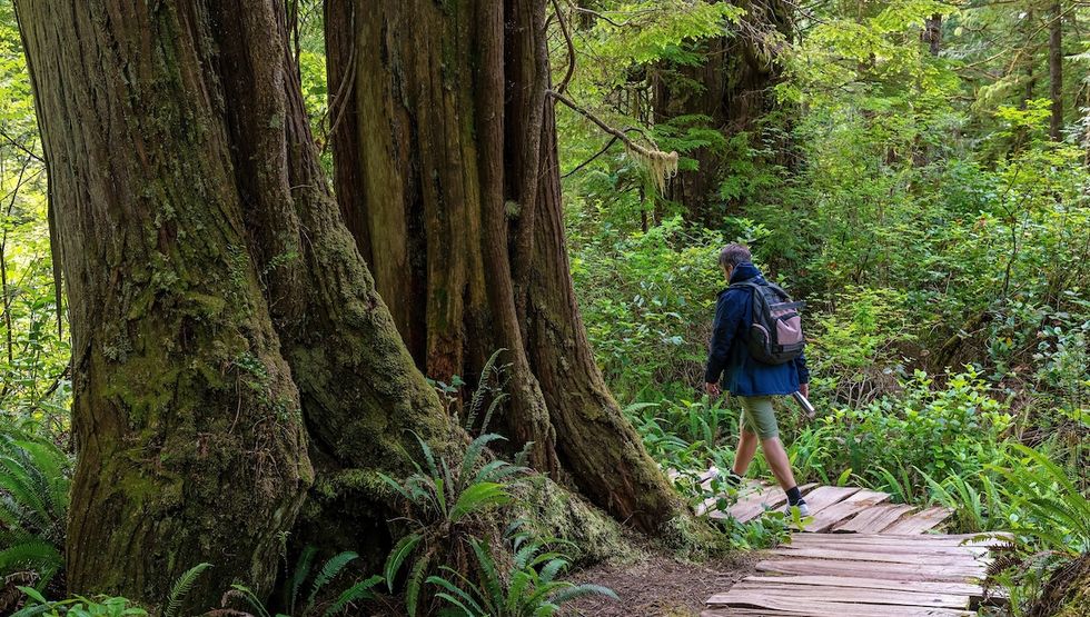Meares Island in BC has Canada's first tribal park