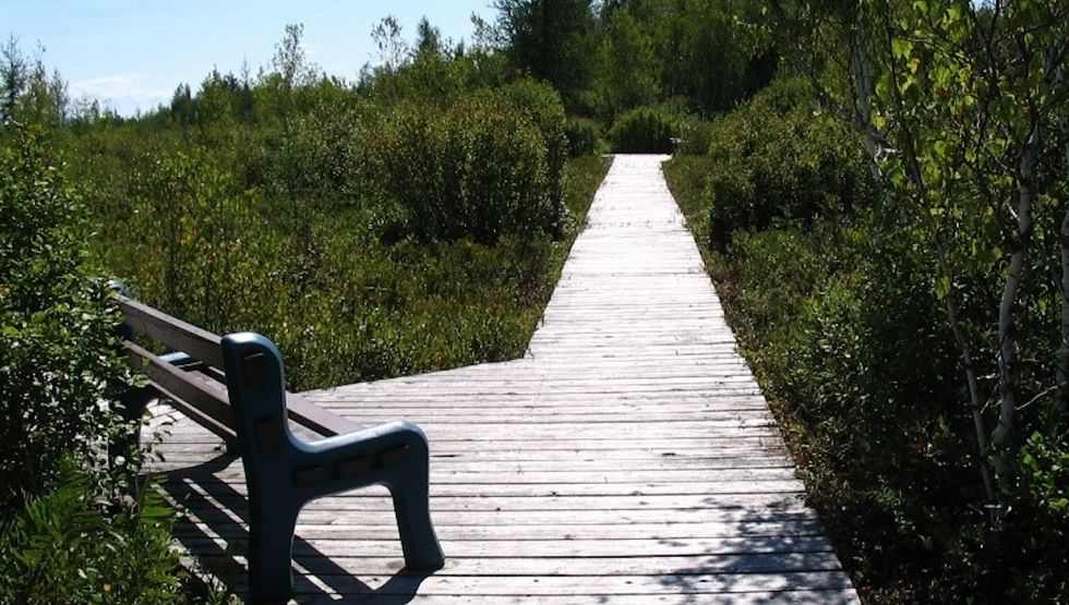 This boardwalk trail in Ontario goes over 10,000-year-old bog