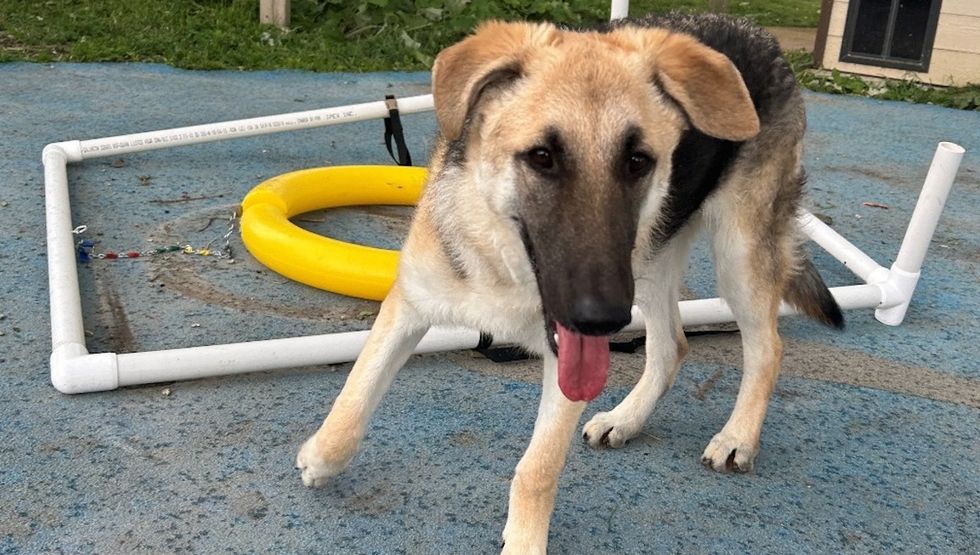 Toronto waives adoption fees for adorable dogs for a limited time