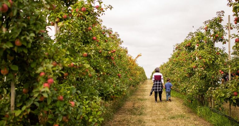 Washington is home to one of the best apple orchards in the U.S.