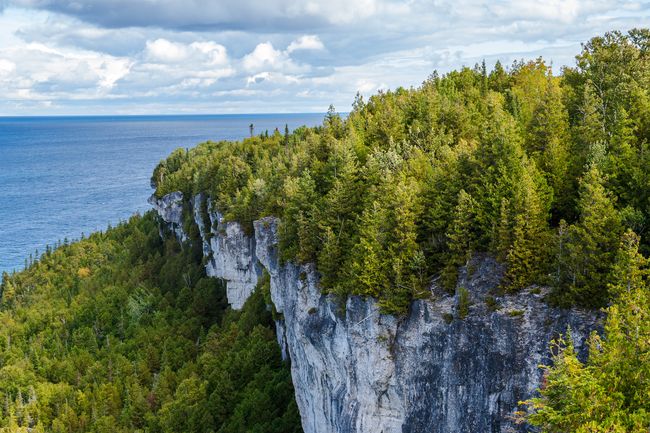 Ontario's oldest tree is on the cliff of an iconic 'lion' rock formation