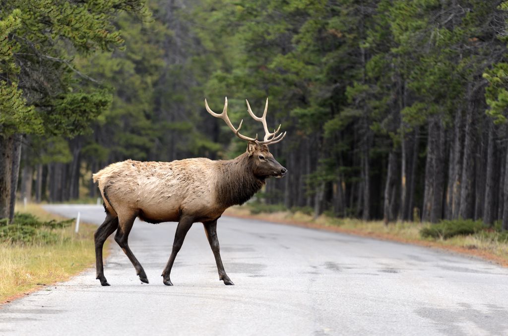 Banff, Alberta has the most wildlife crossing structures in the world