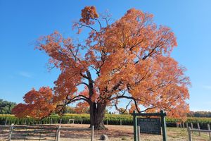 The Comfort Maple in Ontario is over 500 years old