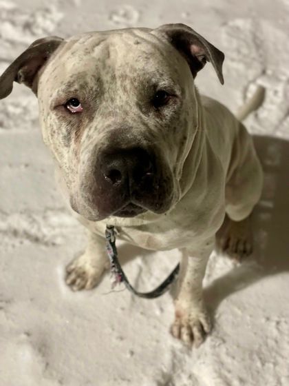 These are the Toronto Humane Society dogs for adoption right now