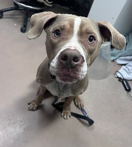 These are the Toronto Humane Society dogs for adoption right now