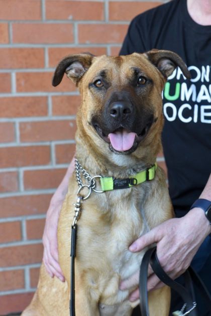 These are the Toronto Humane Society dogs for adoption right now
