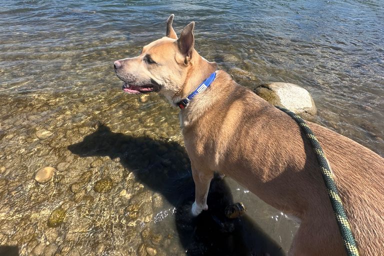 Alberta Animal Rescue Crew Society's adoptable dogs