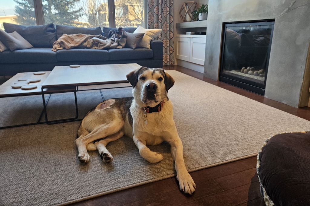 Alberta Animal Rescue Crew Society's adoptable dogs