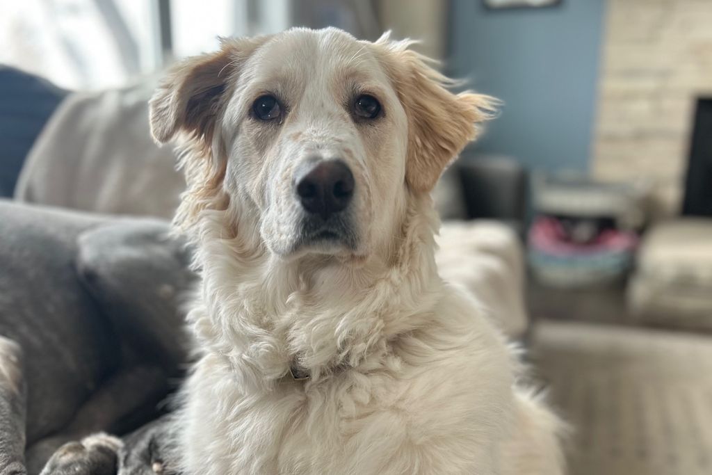 Alberta Animal Rescue Crew Society's adoptable dogs