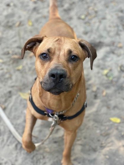 These are the Toronto Humane Society dogs for adoption right now