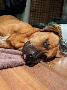 These are the Toronto Humane Society dogs for adoption right now