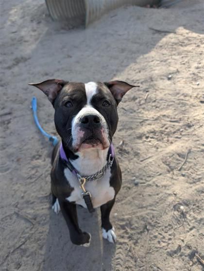 These are the Toronto Humane Society dogs for adoption right now