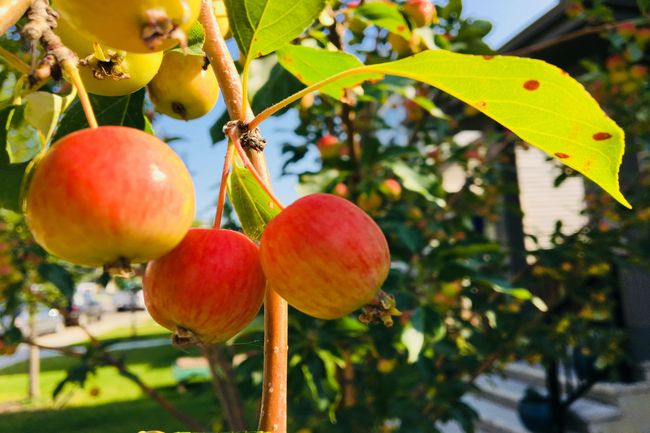 Edmonton has edible fruit trees and here's where to find them
