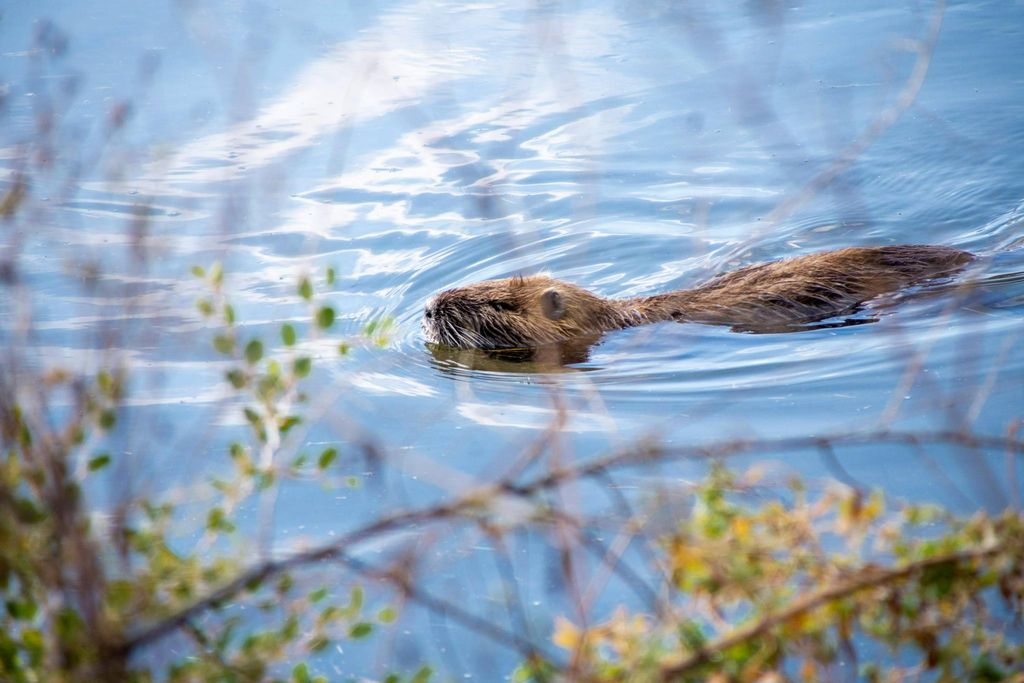 The world's largest beaver dam can be found right here in Alberta