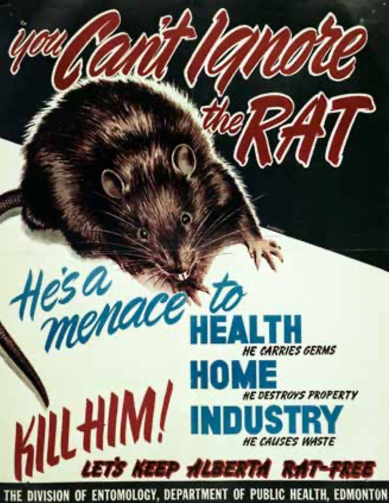 Here's how Alberta has remained rat-free since 1950
