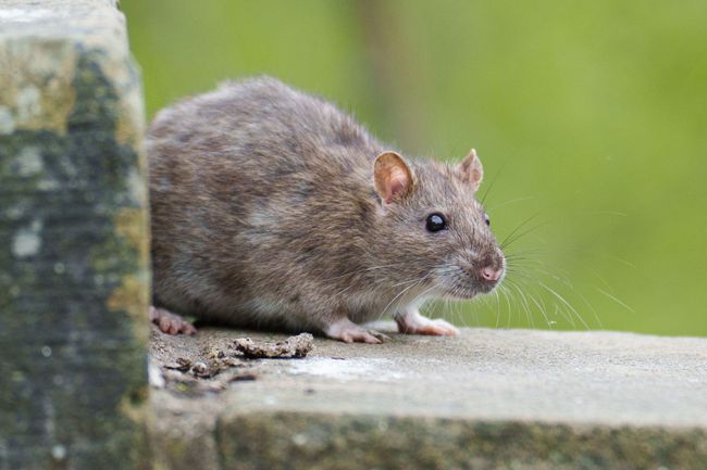 Here's how Alberta has remained rat-free since 1950