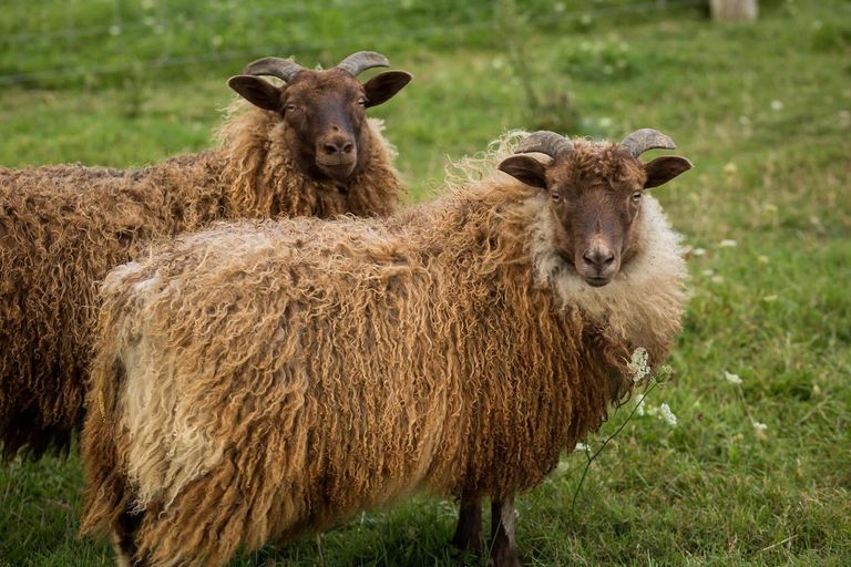 This 92-acre Ontario farm has Icelandic sheep you can visit