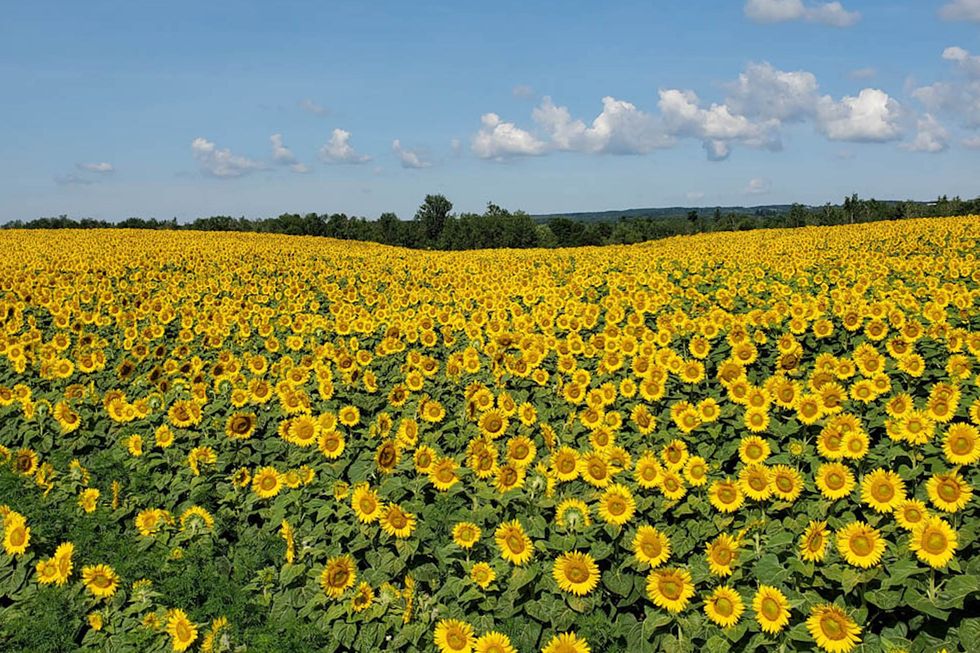 Pose with thousands of golden sunflowers at this Ontario festival