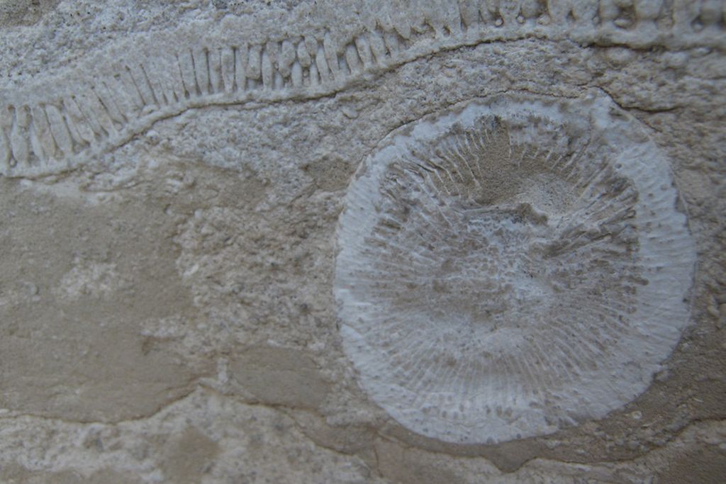 Keep an eye out for fossils in these Calgary limestone buildings