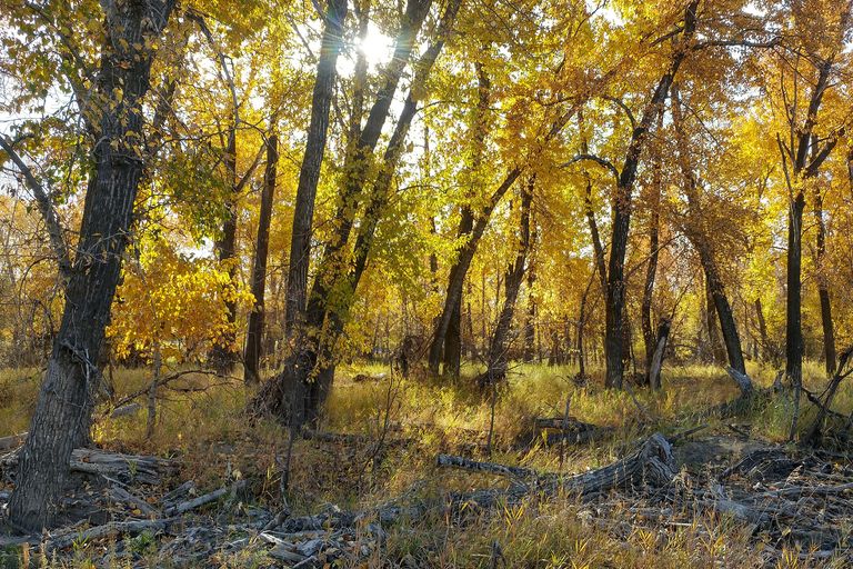 Everything to know about Calgary's first forest bathing trail