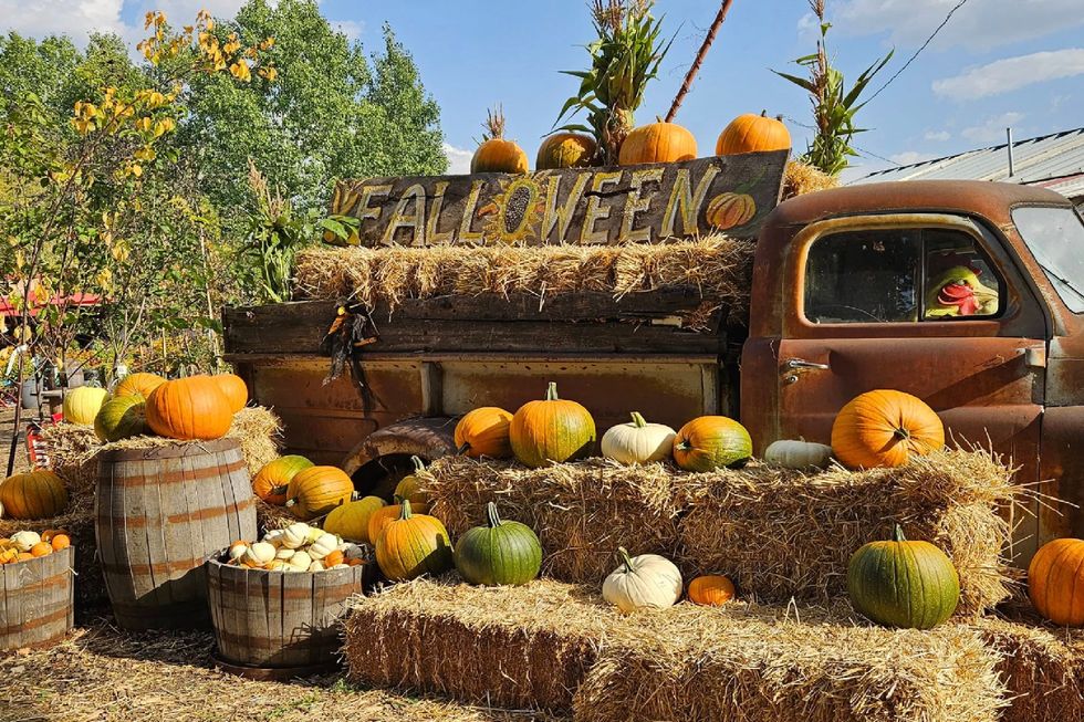 Here are the best pumpkin patches to hit around Edmonton this fall