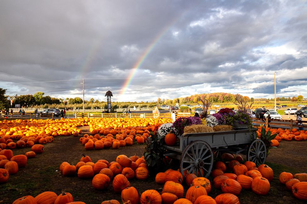 These pumpkin patches are a quick ride from Toronto