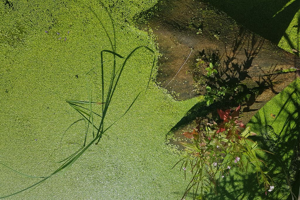 An inner-city wetland has Calgary's most beautiful fall foliage