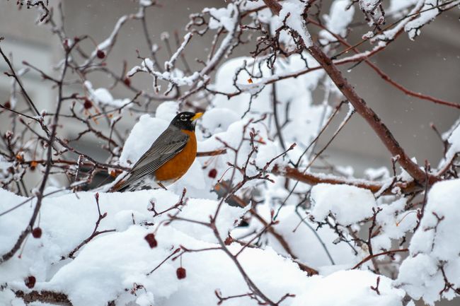 YYC parks Archives - Curiocity