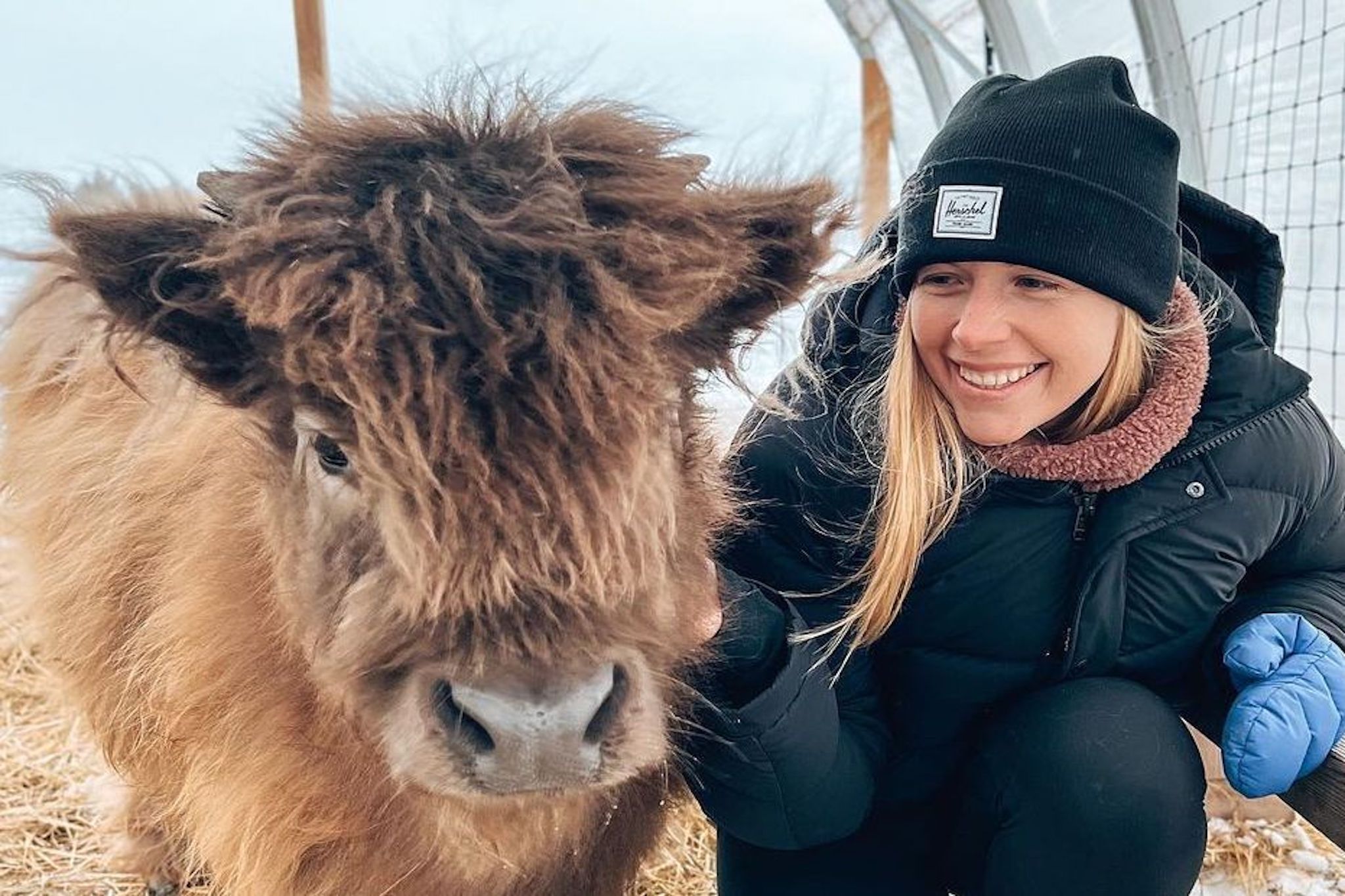 Where you can hangout with adorable Highland cows near Toronto