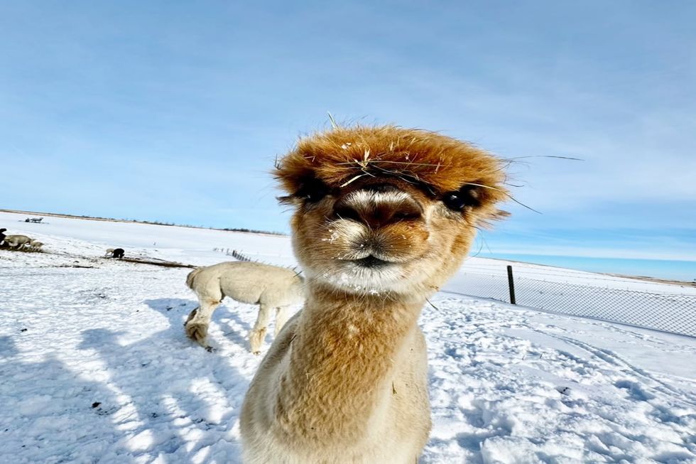 This popular alpaca farm near Calgary opens soon